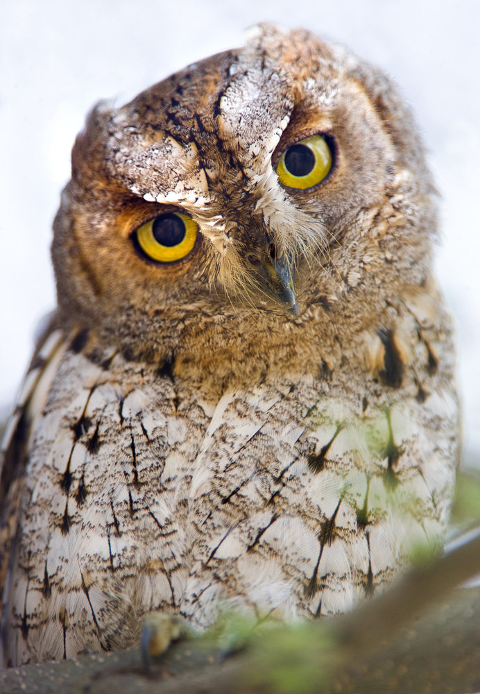 Birds of East Africa | Gustafson Photo Safari