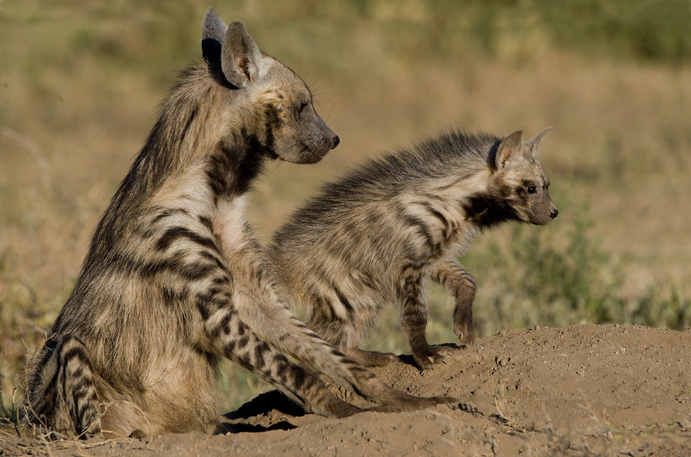 Tanzania Birthing | Gustafson Photo Safari